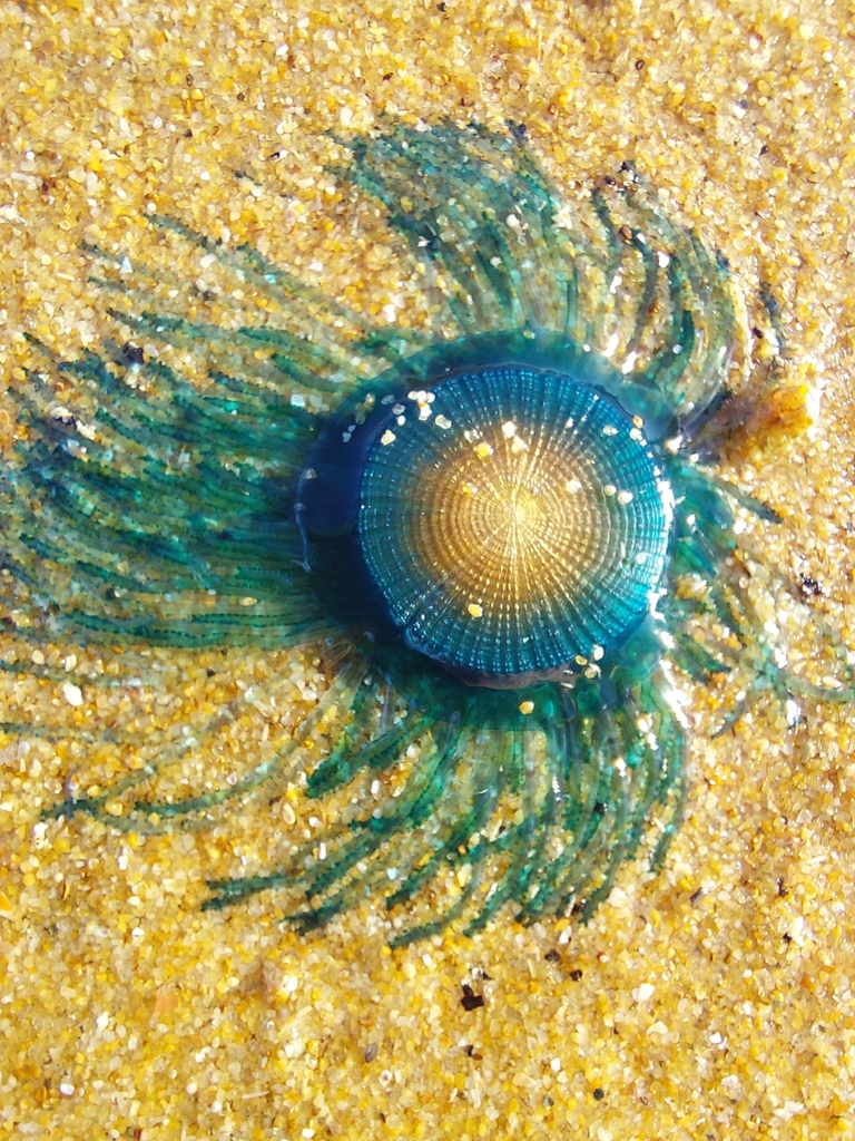 Blue Button from Mission Beach QLD 4852, Australia on May 21, 2022 at ...