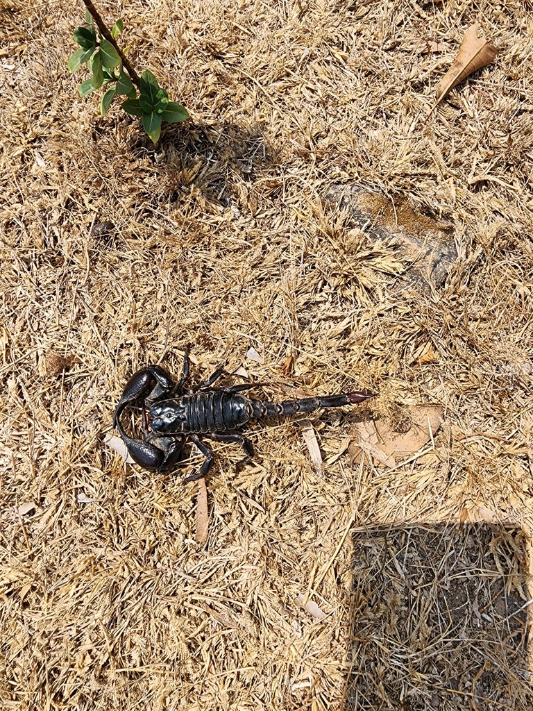 Laotian Giant Scorpion from Champhone, Laos on March 22, 2023 at 01:44 ...
