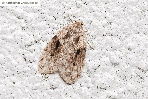 Halone arcuata · iNaturalist