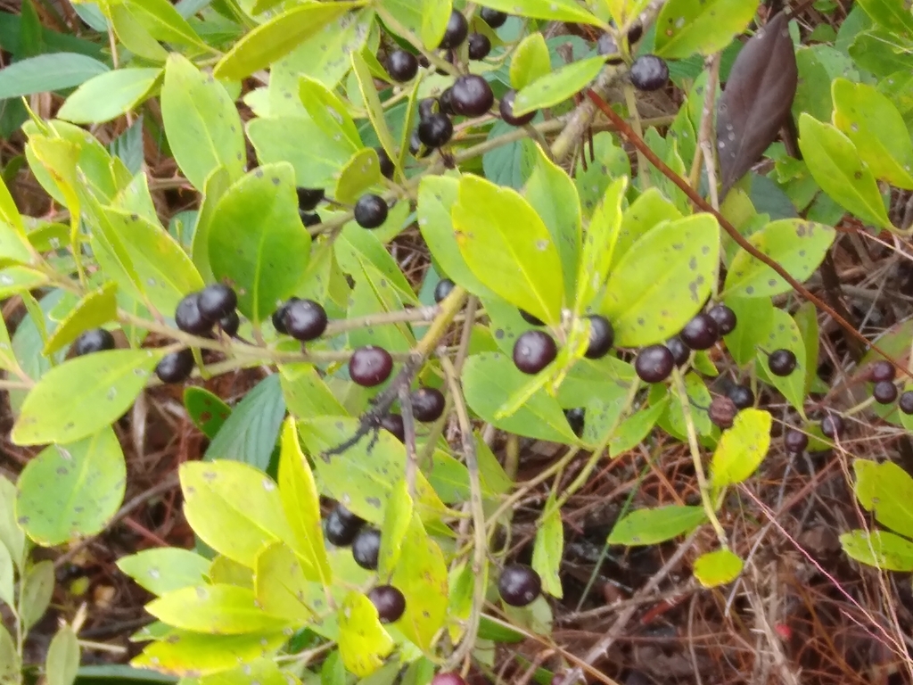 gallberry from Callaway, FL 32404, USA on December 17, 2023 at 09:05 AM ...