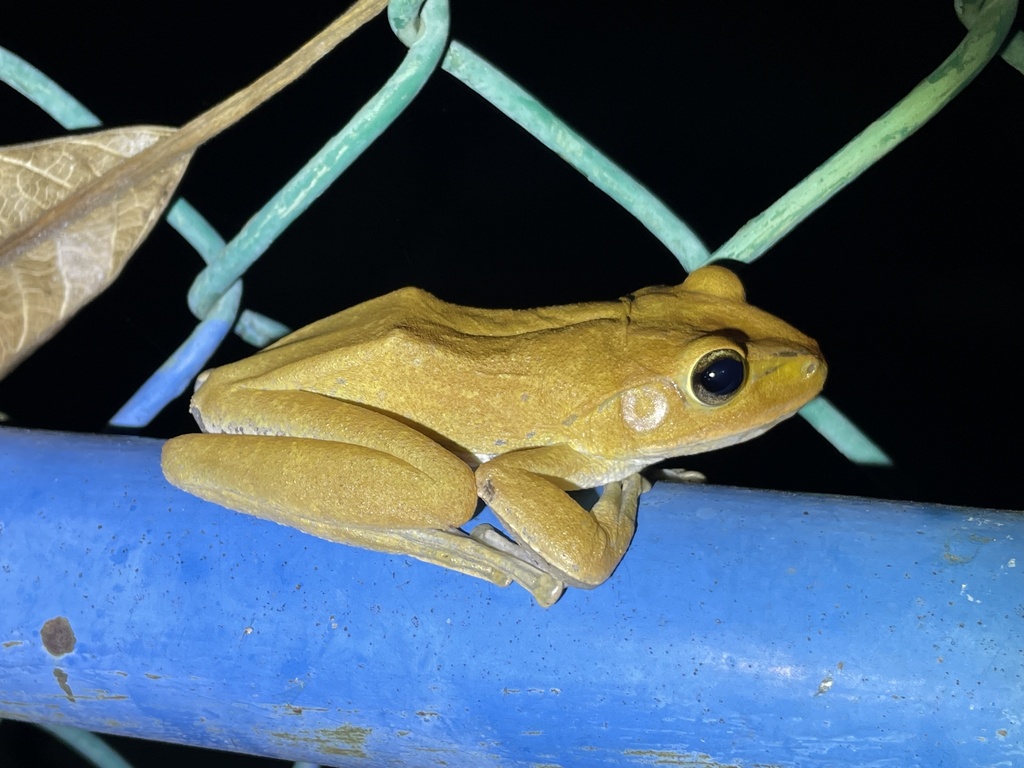 Brown Tree Frog from Riverside Serviced Apartments, Ho Chi Minh City ...