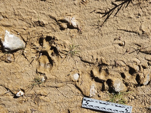 Mountain Lion Tracks – NatureTracking