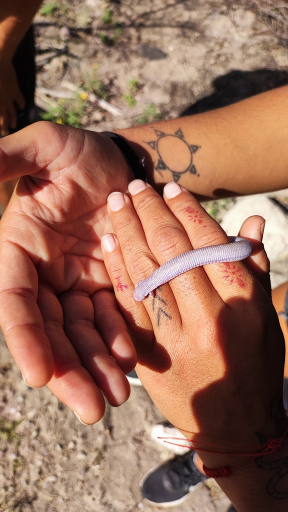 Five-toed Worm Lizard from La Paz, B.C.S., México on December 10, 2023 ...