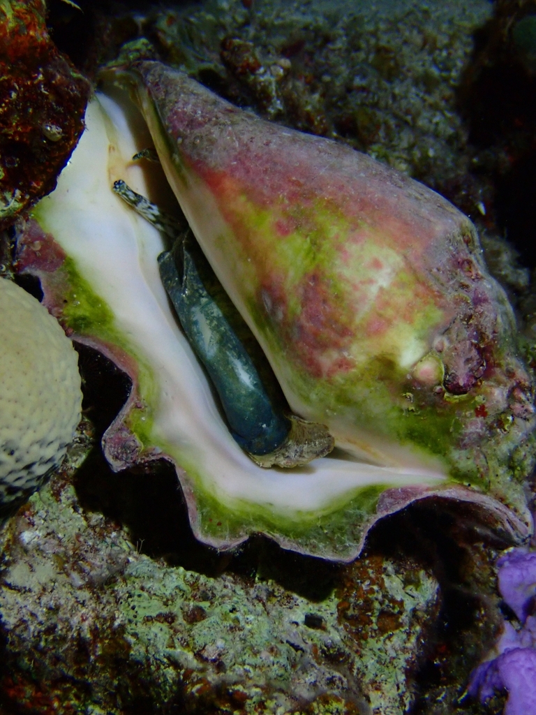 True Conchs from El Qoseir, Red Sea Governorate, Egypt on September 6 ...