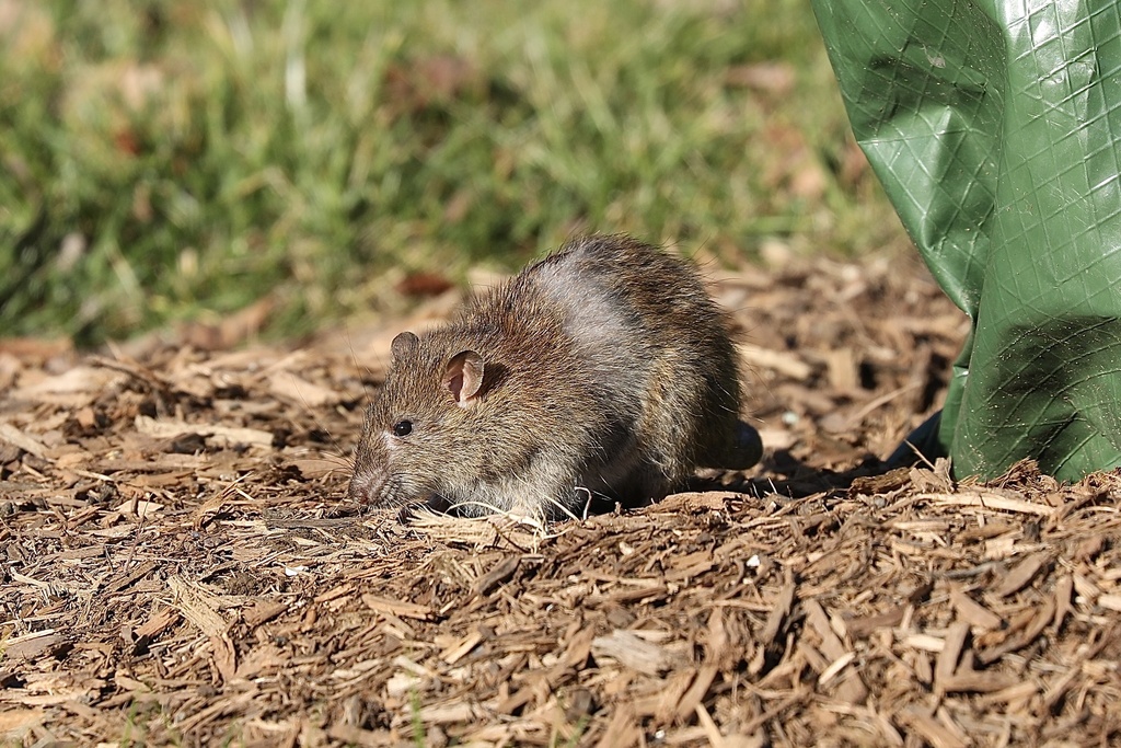 Brown Rat from Eighth St SE, Washington, DC, US on December 12, 2023 at ...
