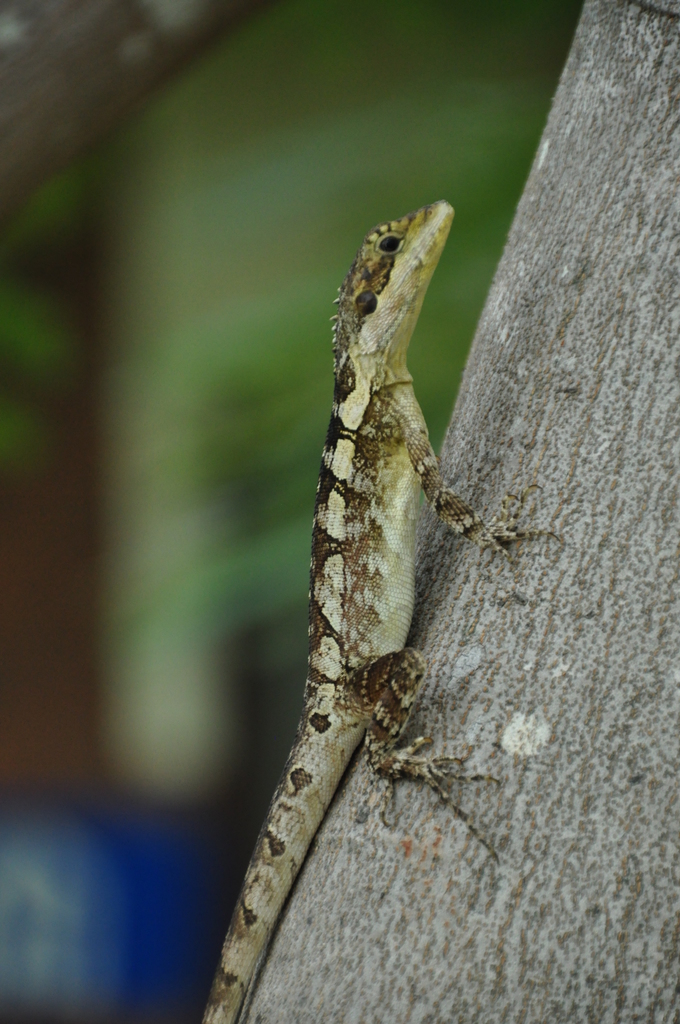 Northern Water Dragon from Darwin, Northern Territory, Australia on ...