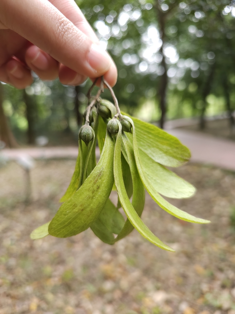 Hopea hainanensis in December 2023 by sunshinoe · iNaturalist