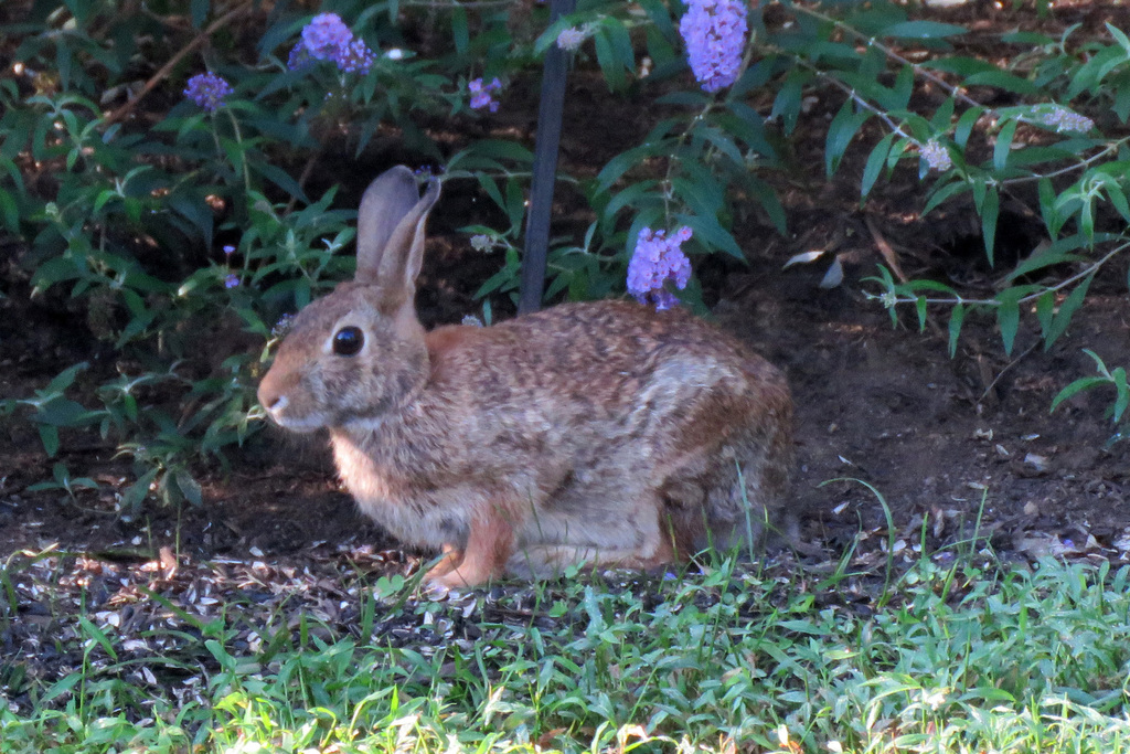 Eastern Cottontail from Ellicott City, MD, USA on September 5, 2018 at ...