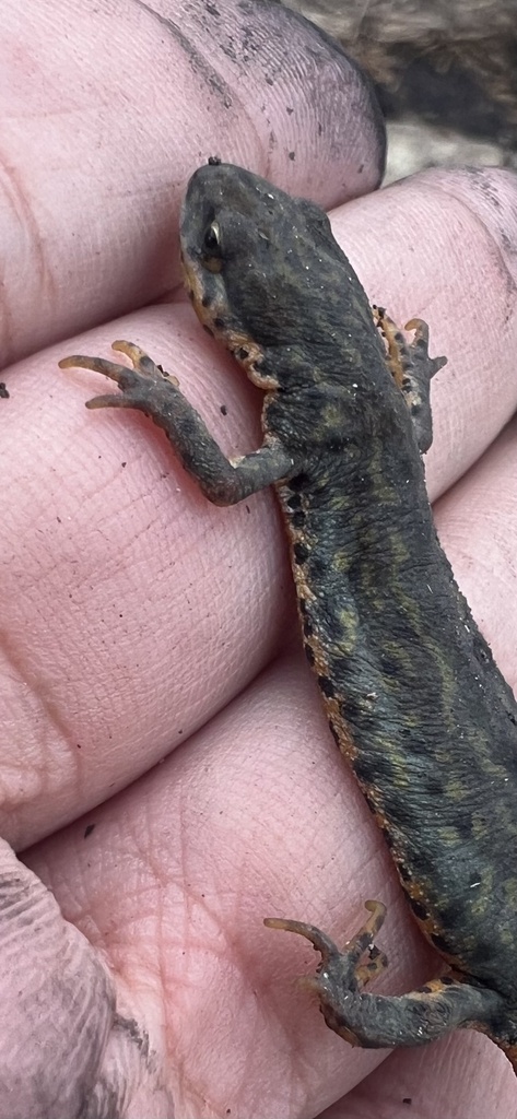 Black-spotted Newt in December 2023 by Ernest Herrera · iNaturalist