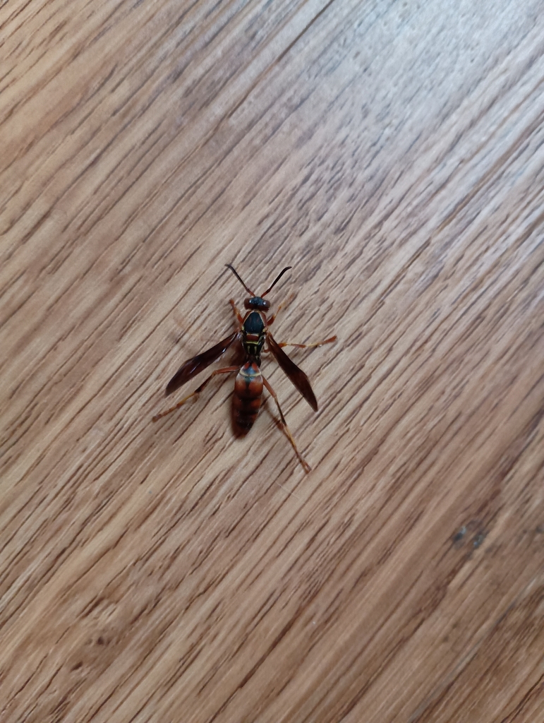Northern Paper Wasp from Cassville, WV, USA on December 17, 2023 at 02: ...