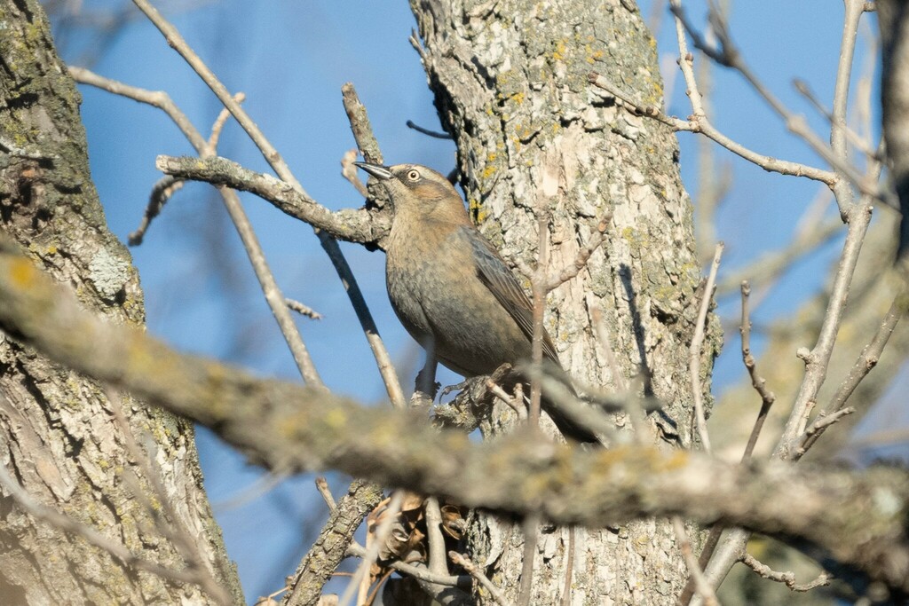 Rusty Blackbird from Lancaster County, NE, USA on December 17, 2023 at ...