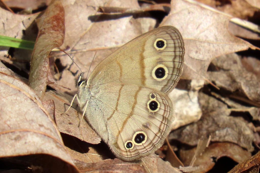 Little Wood Satyr from Henryton, Maryland, United States on June 10 ...
