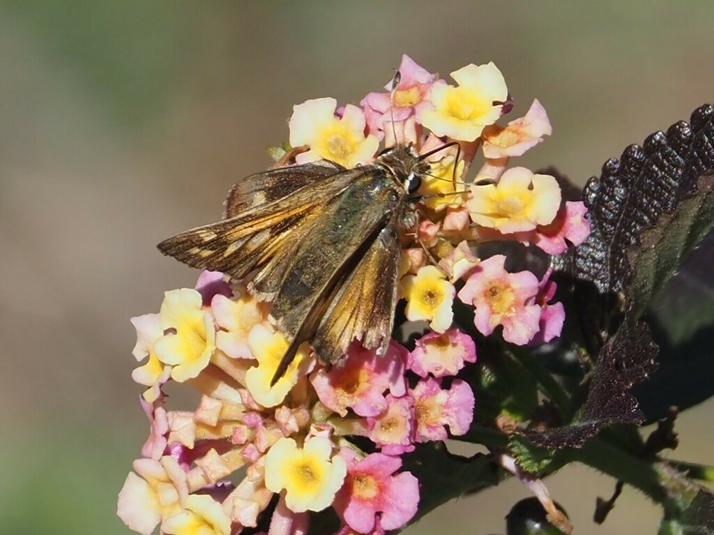 Huron Sachem from Arrowwood, Austin, TX, USA on December 17, 2023 at 12 ...