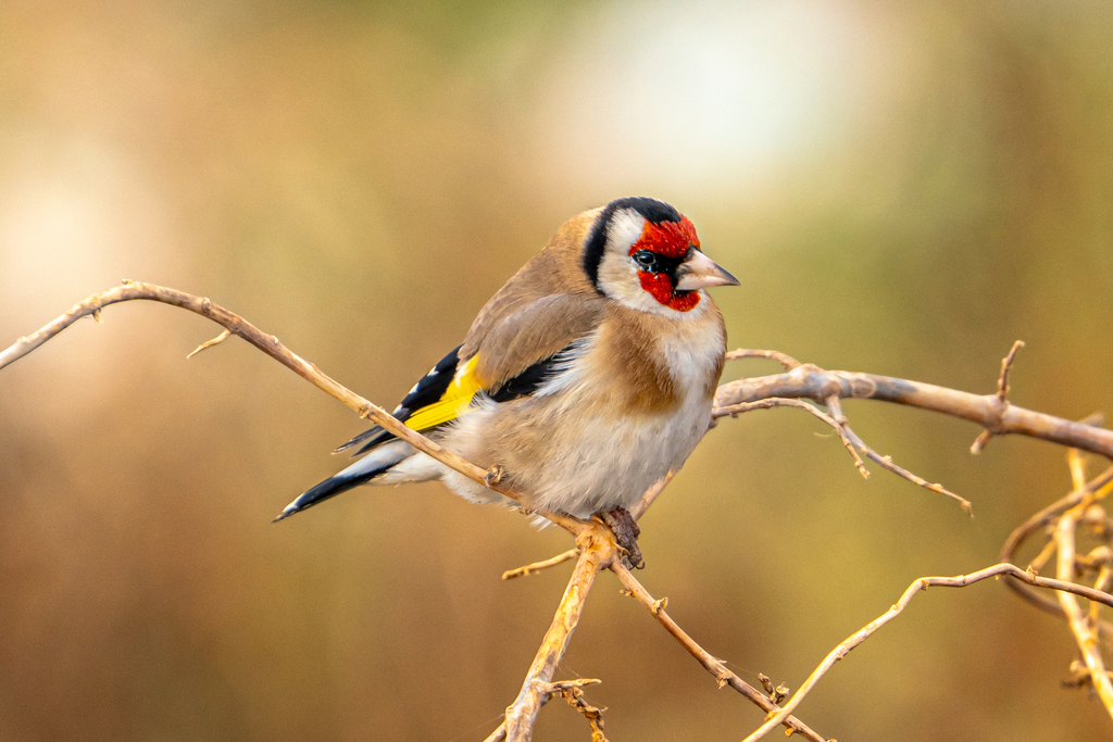 European Goldfinch from Samandağ/Hatay, Türkiye on December 17, 2023 at ...