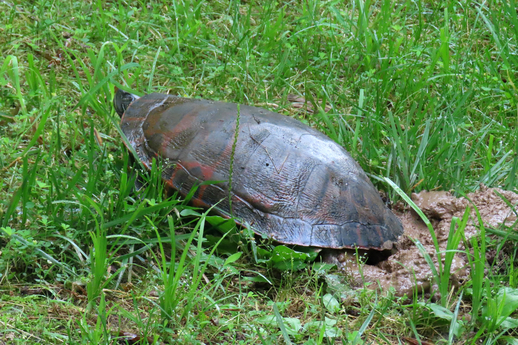 Northern Red-bellied Cooter from Odenton, MD, USA on June 13, 2022 at ...