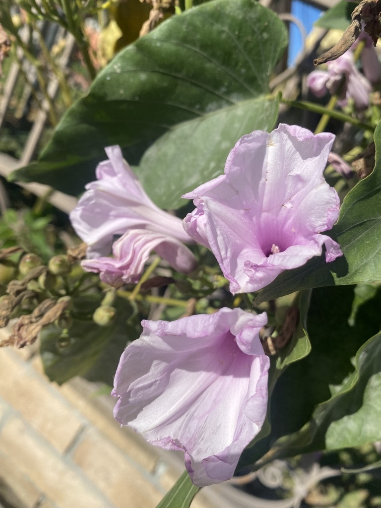 morning-glories from E Tucker St, Compton, CA, US on November 21, 2023 ...