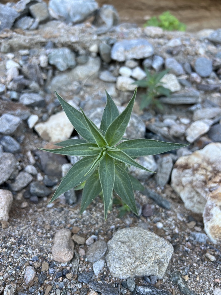 ghost flower from Mecca, CA, US on December 15, 2023 at 10:25 AM by ...