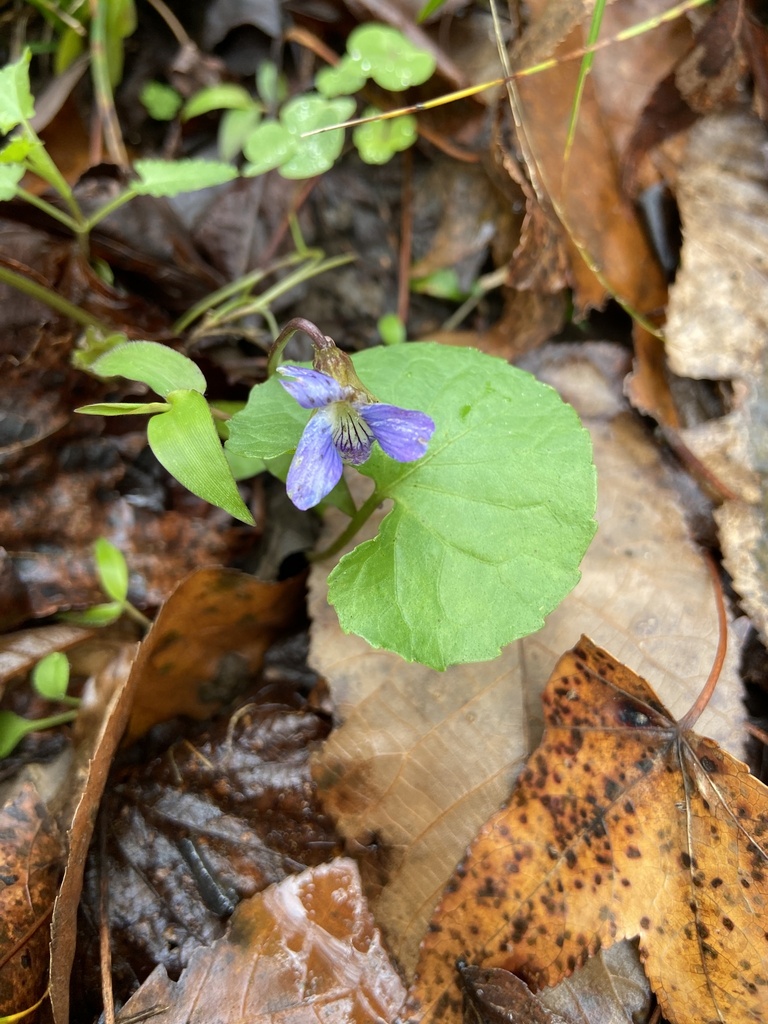 common blue violet from CR-155, Tallahassee, FL, US on December 17 ...