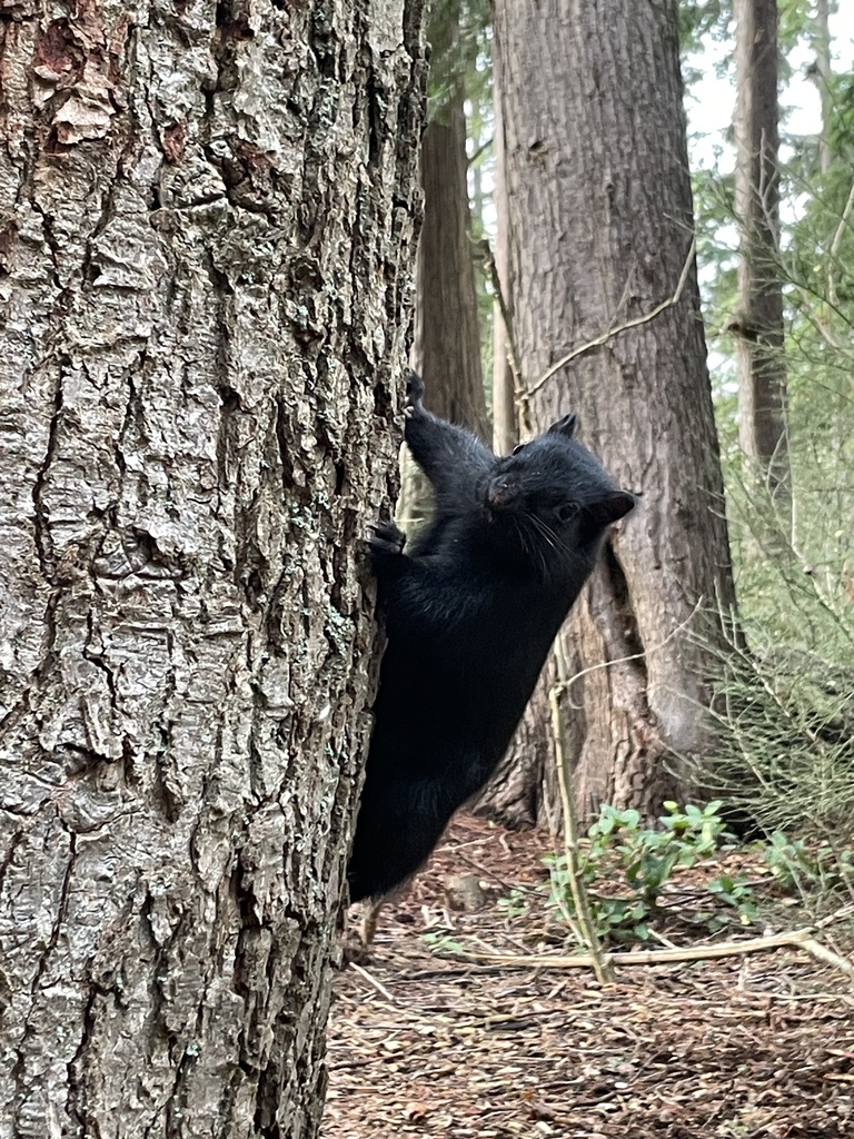 Eastern Gray Squirrel from Kirkstone Park, North Vancouver, BC, CA on ...