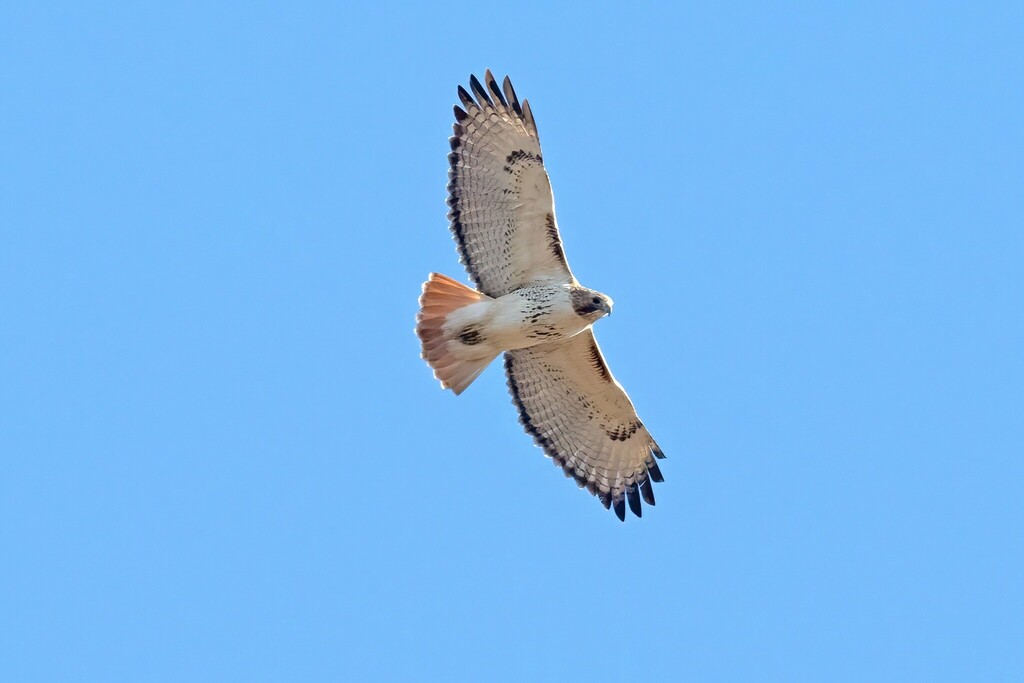 Eastern Red-tailed Hawk from Lancaster County, NE, USA on December 17 ...