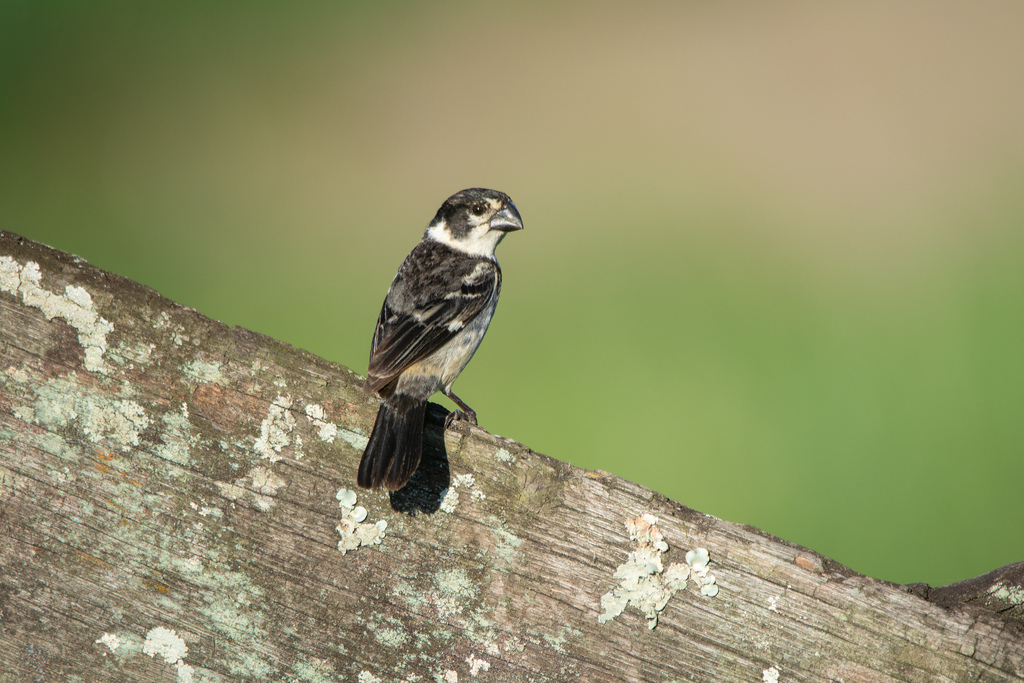 Rusty-collared Seedeater from Gleba Sete, Guapimirim - RJ, 25940-000 ...