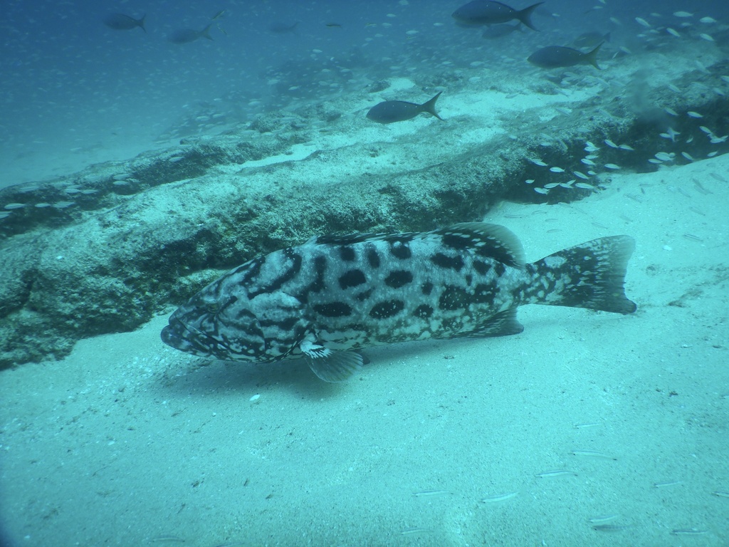 Gulf Grouper in December 2023 by Laird Broadfield · iNaturalist