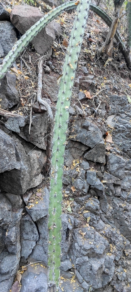 Octopus Cactus in December 2023 by Carlos Anguamea · iNaturalist