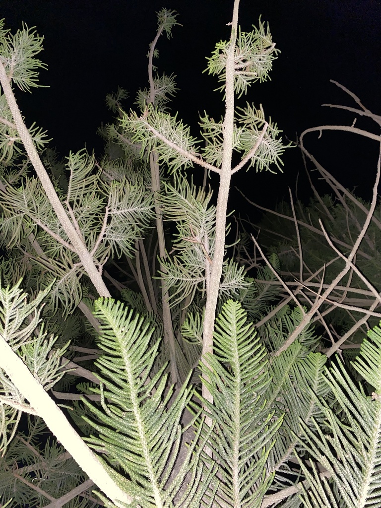 Eutacta desde Calle Ricardo Flores, Alfredo V. Bonfil, Tamps., MX el 17 ...