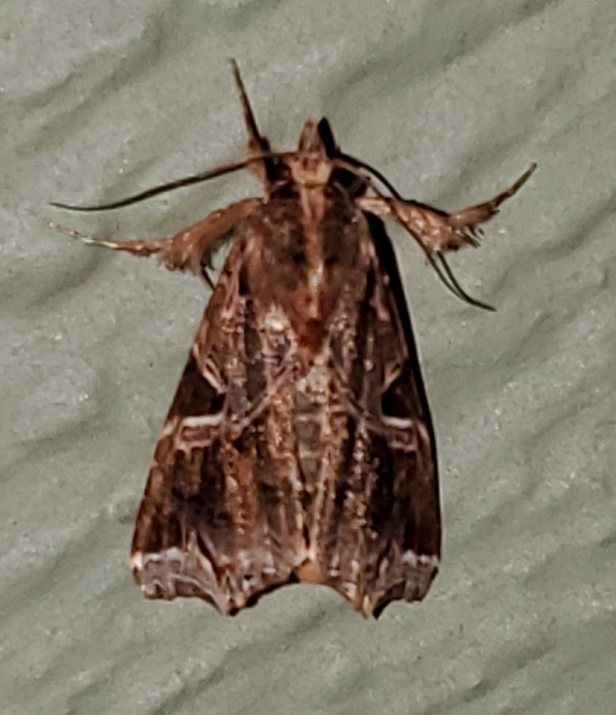 Florida Fern Moth from Alachua County, US-FL, US on December 17, 2023 ...