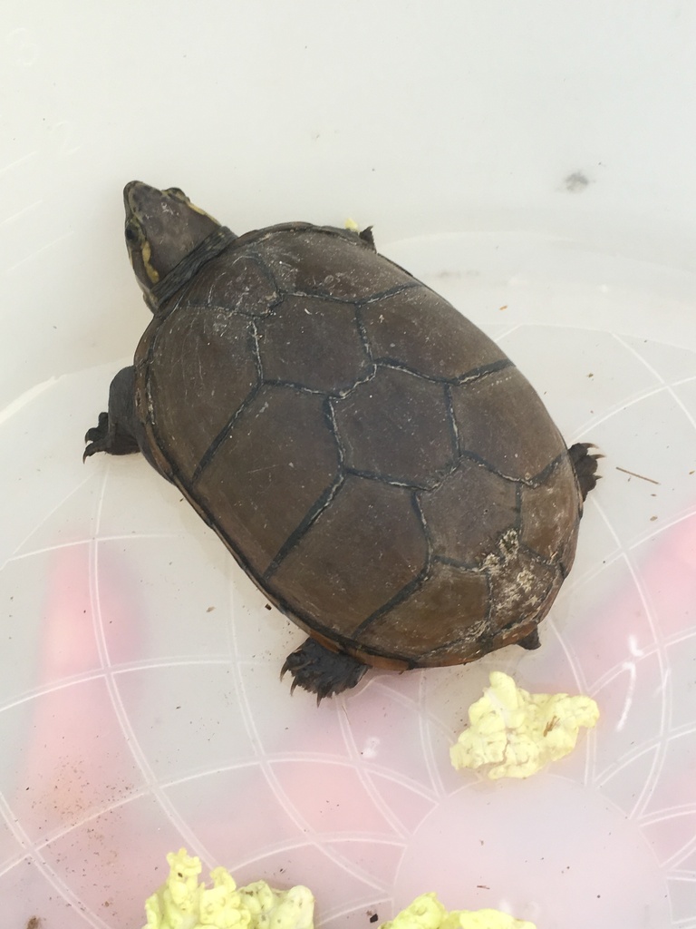 Mississippi Mud Turtle from E Hachita Cir, Spring, TX, US on July 29 ...