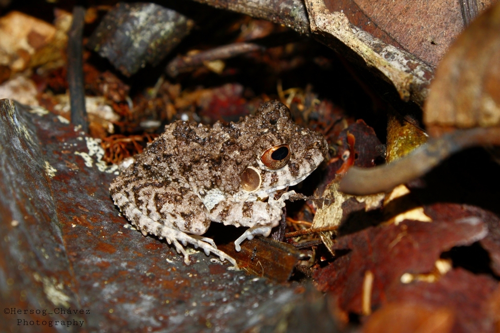 Common Big-headed Frog from Yavari, 16250, Perú on December 15, 2023 at ...