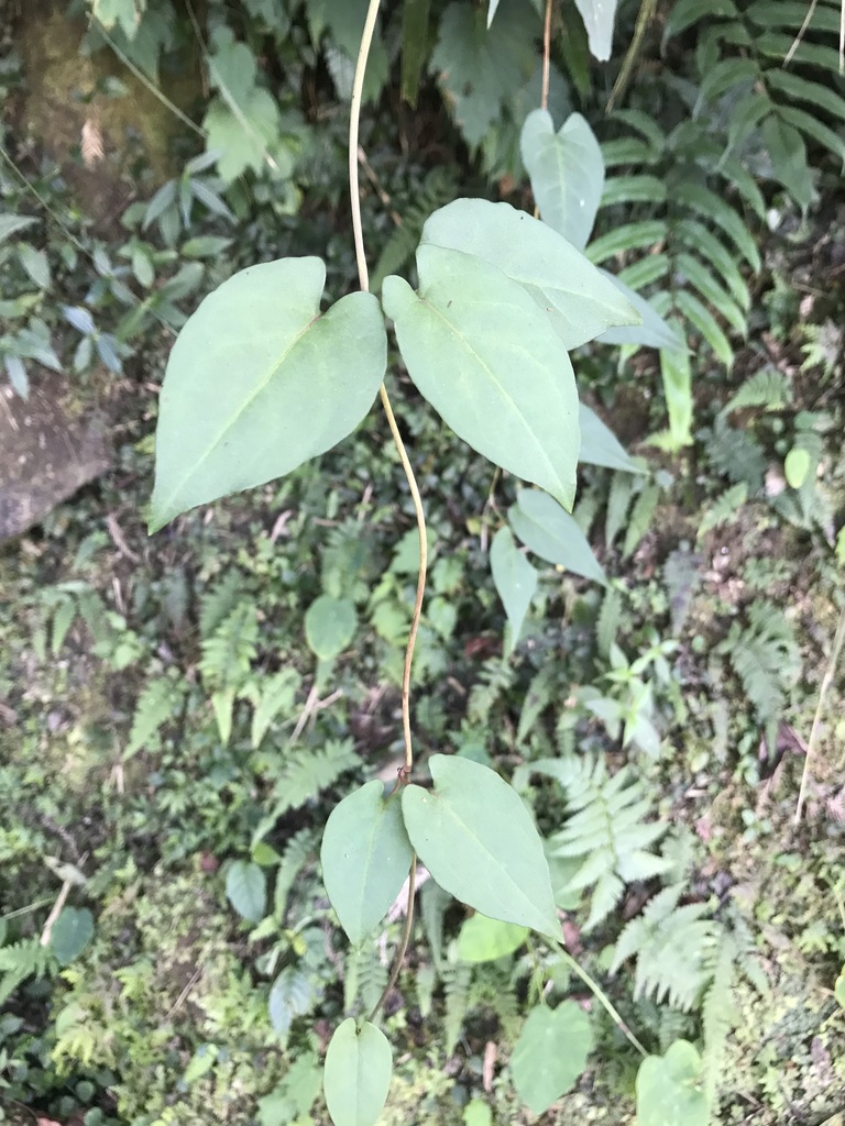 tuber fleeceflower from 556台灣南投縣信義鄉 on December 17, 2023 at 12:11 PM by ...