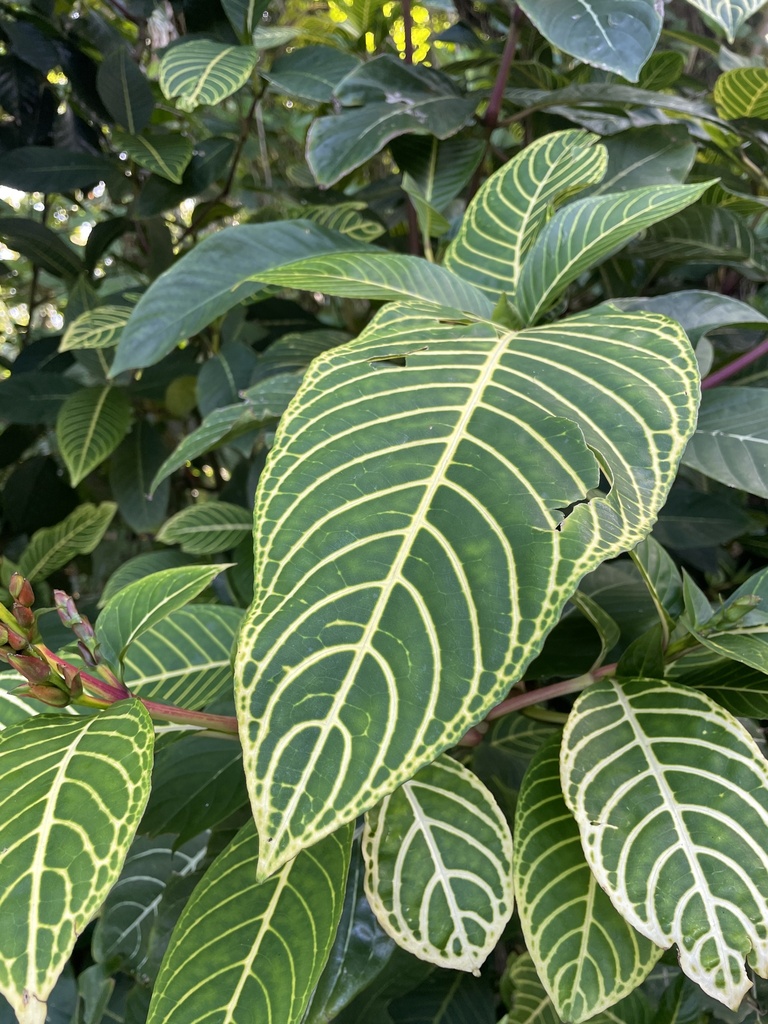 Sanchezia from Kauaʻi, Haena, HI, US on December 17, 2023 at 10:59 AM ...