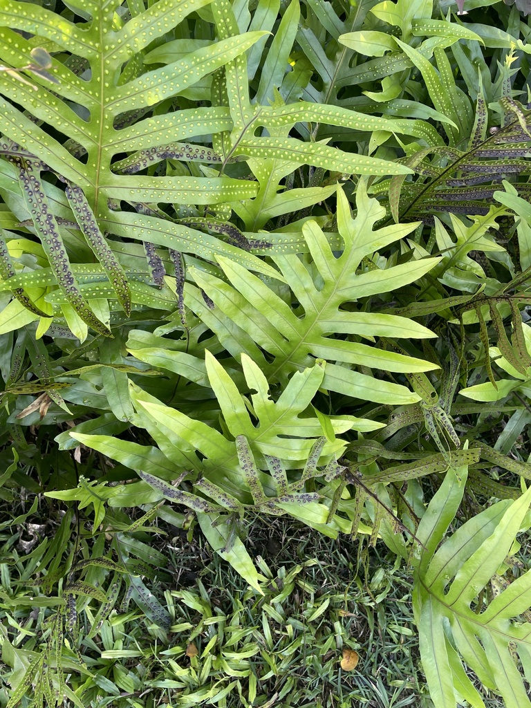 Musk Fern from Kauaʻi, Haena, HI, US on December 17, 2023 at 10:42 AM ...