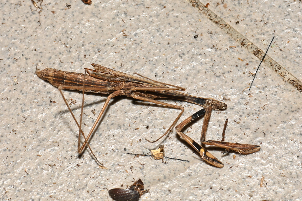 Statilia nemoralis from 602台灣嘉義縣番路鄉 on December 7, 2023 at 10:55 AM by ...