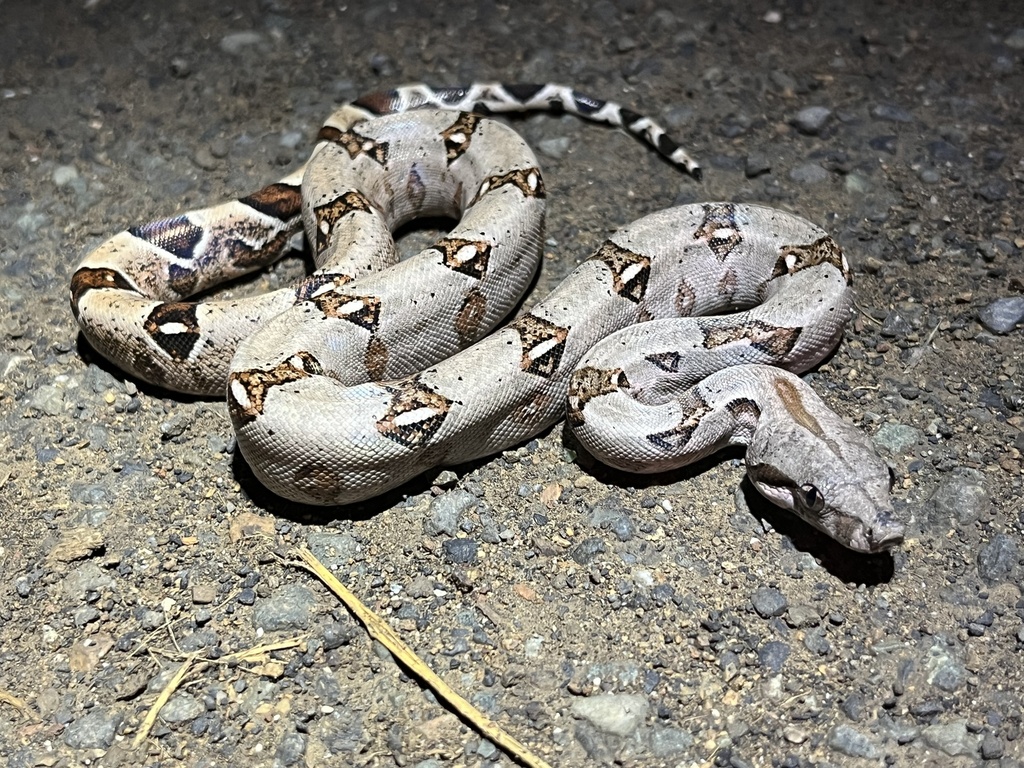 Boa Constrictor from Saint Croix, Kingshill, United States Virgin ...