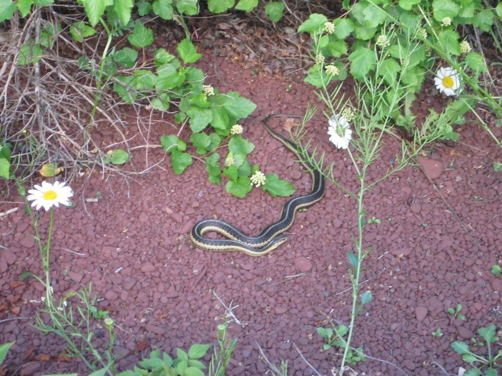 Common Garter Snake from Isle Royale National Park, Eagle Harbor, MI ...