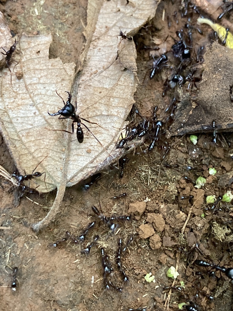 Typical Driver Ants from Luba Crater Scientific Reserve, Bioko Sur, GQ ...