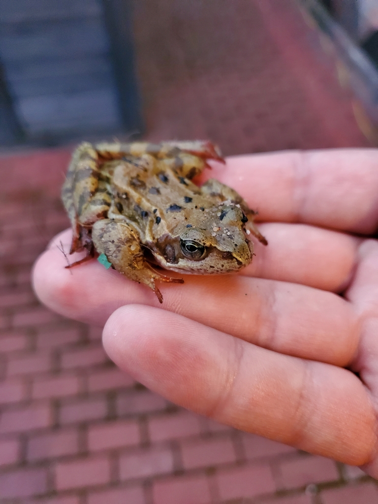 European Common Frog from Mińsk Mazowiecki, 05-303, Poland on December ...