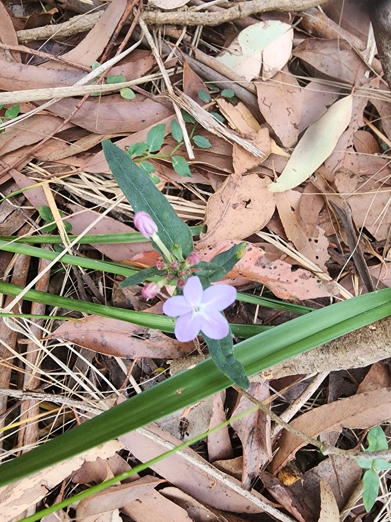 Pastel Flower from Holgate NSW 2250, Australia on December 18, 2023 at ...