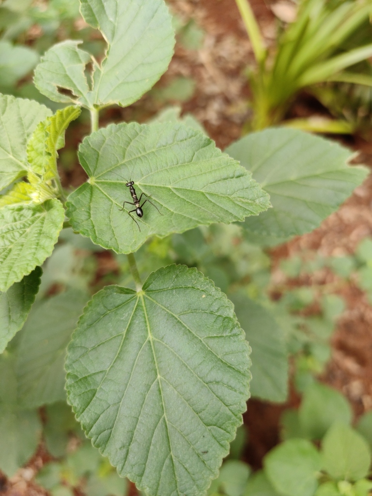 Asian Ant Mantises from Indian Institute Of Technology, Chennai, Tamil ...