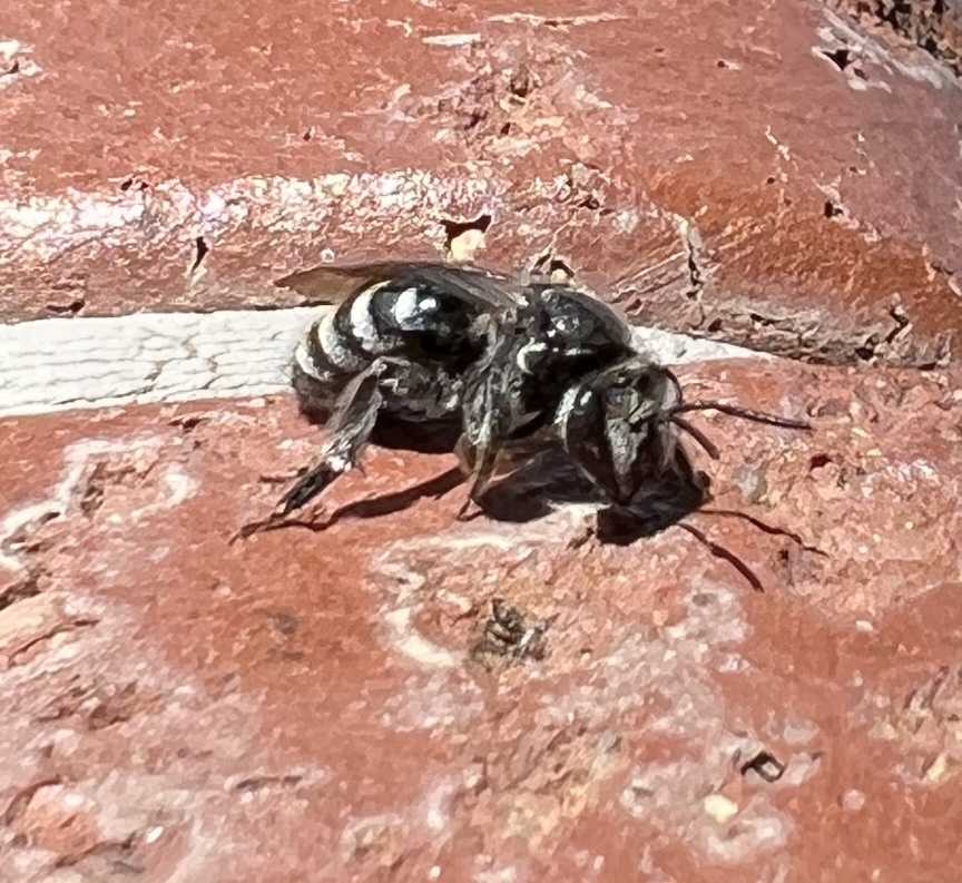 Nomiine bees from Nappa St, Bedourie, QLD, AU on December 18, 2023 at ...