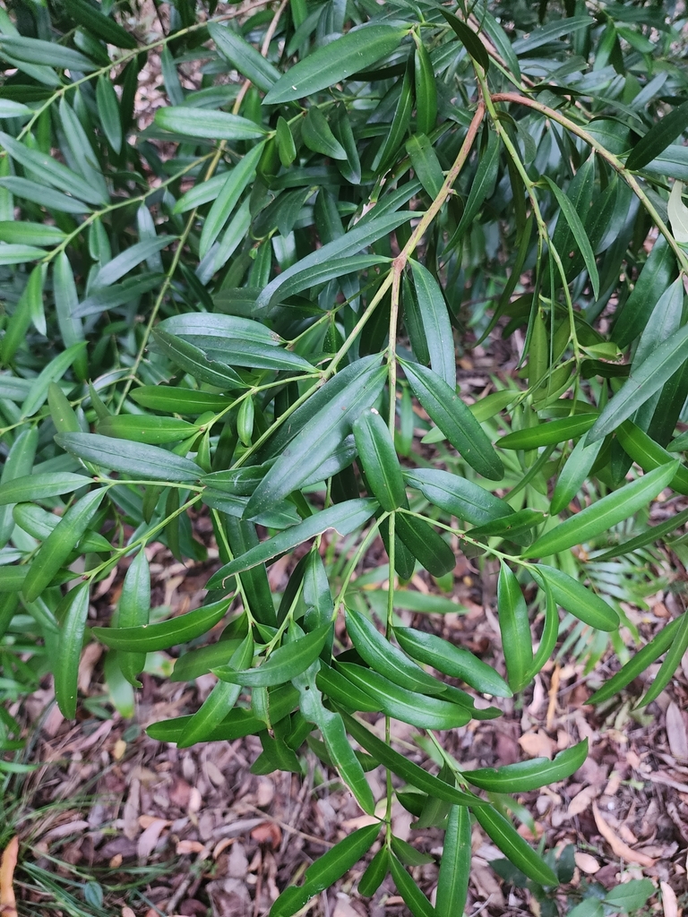 Plum Pine from Holgate NSW 2250, Australia on December 18, 2023 at 06: ...