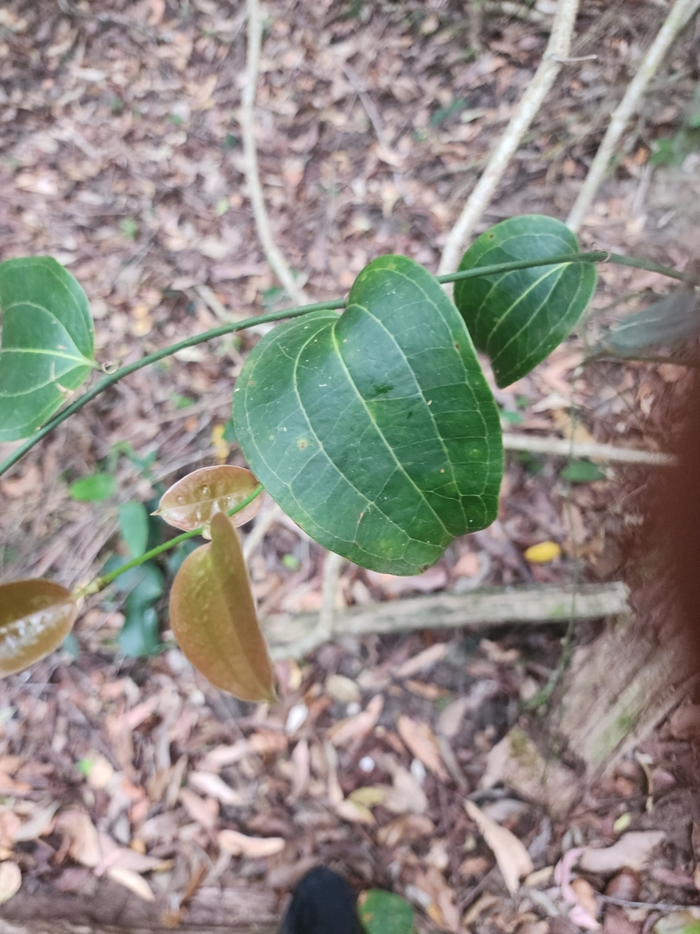 Austral Sarsaparilla from Holgate NSW 2250, Australia on December 18 ...