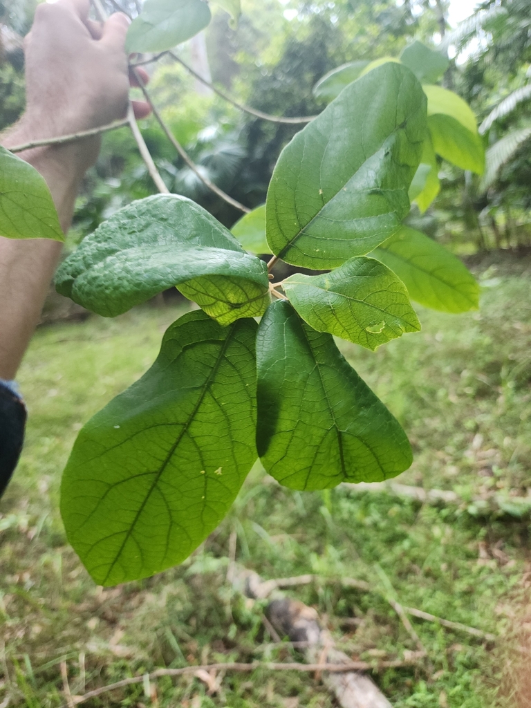white beech from Holgate NSW 2250, Australia on December 18, 2023 at 06 ...