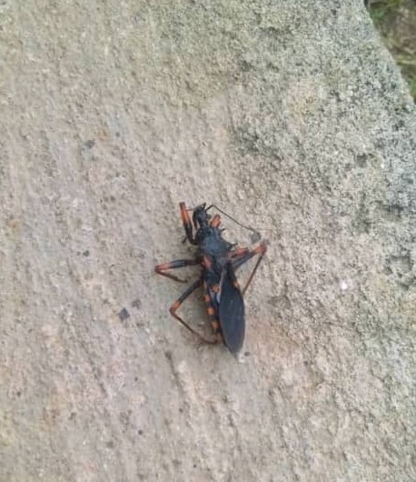 Reduviinae from Igwuruta, Rivers, Nigeria on December 17, 2023 at 11:54 ...