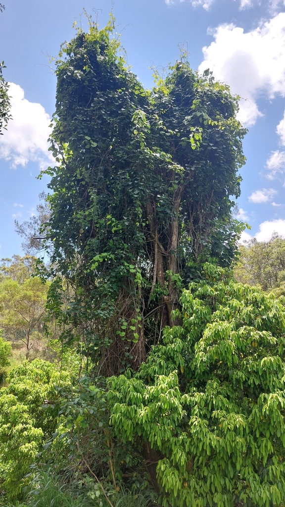 Big-Leaf Vine from Moorina QLD 4506, Australia on December 18, 2023 at ...