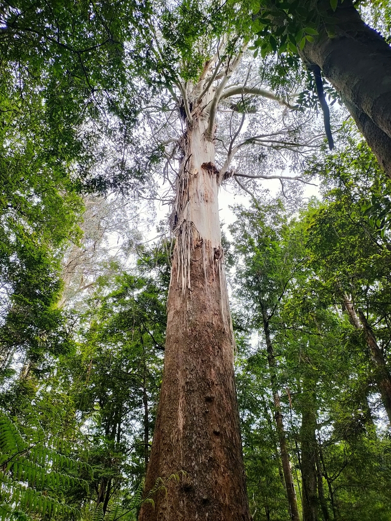 Australian Mountain Ash from Ada VIC 3833, Australia on December 18 ...