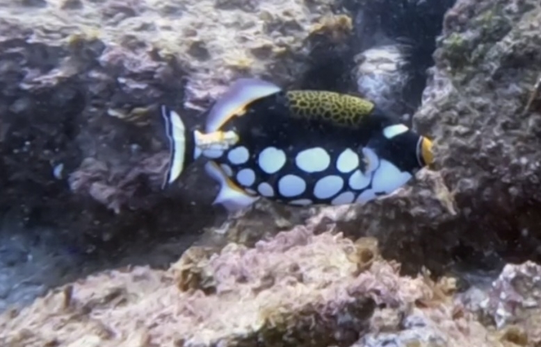 Clown Triggerfish from New South Wales, Australia on December 18, 2023 ...