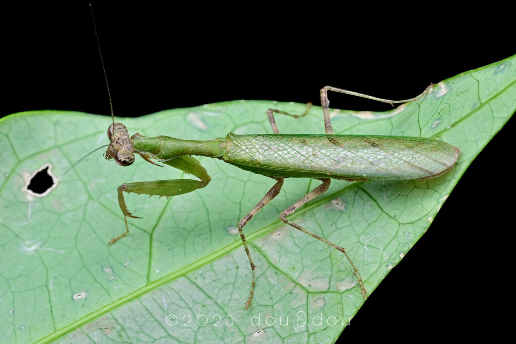 Acromantis from 中国海南省保亭黎族苗族自治县七仙岭 on December 28, 2022 at 09:26 PM by ...